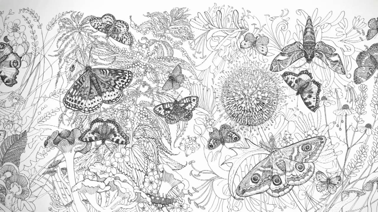 PICTURA: Ian Andrew's Aurelian on Vimeo