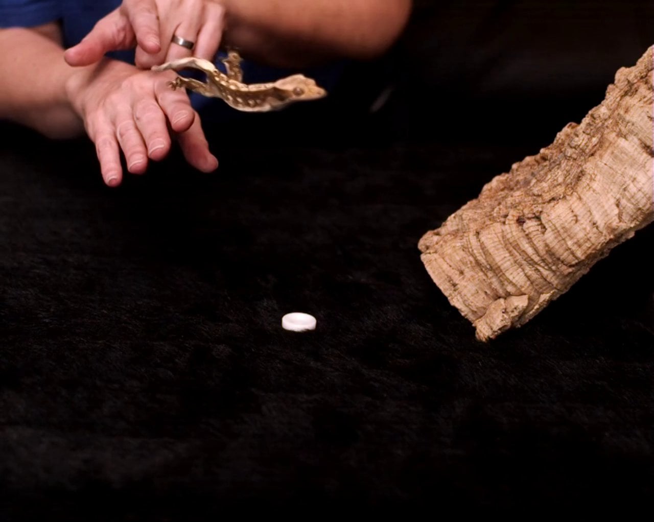 Leaping Lizards - Crested Gecko #2 on Vimeo