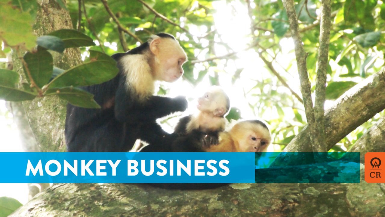Monkey Business on Vimeo