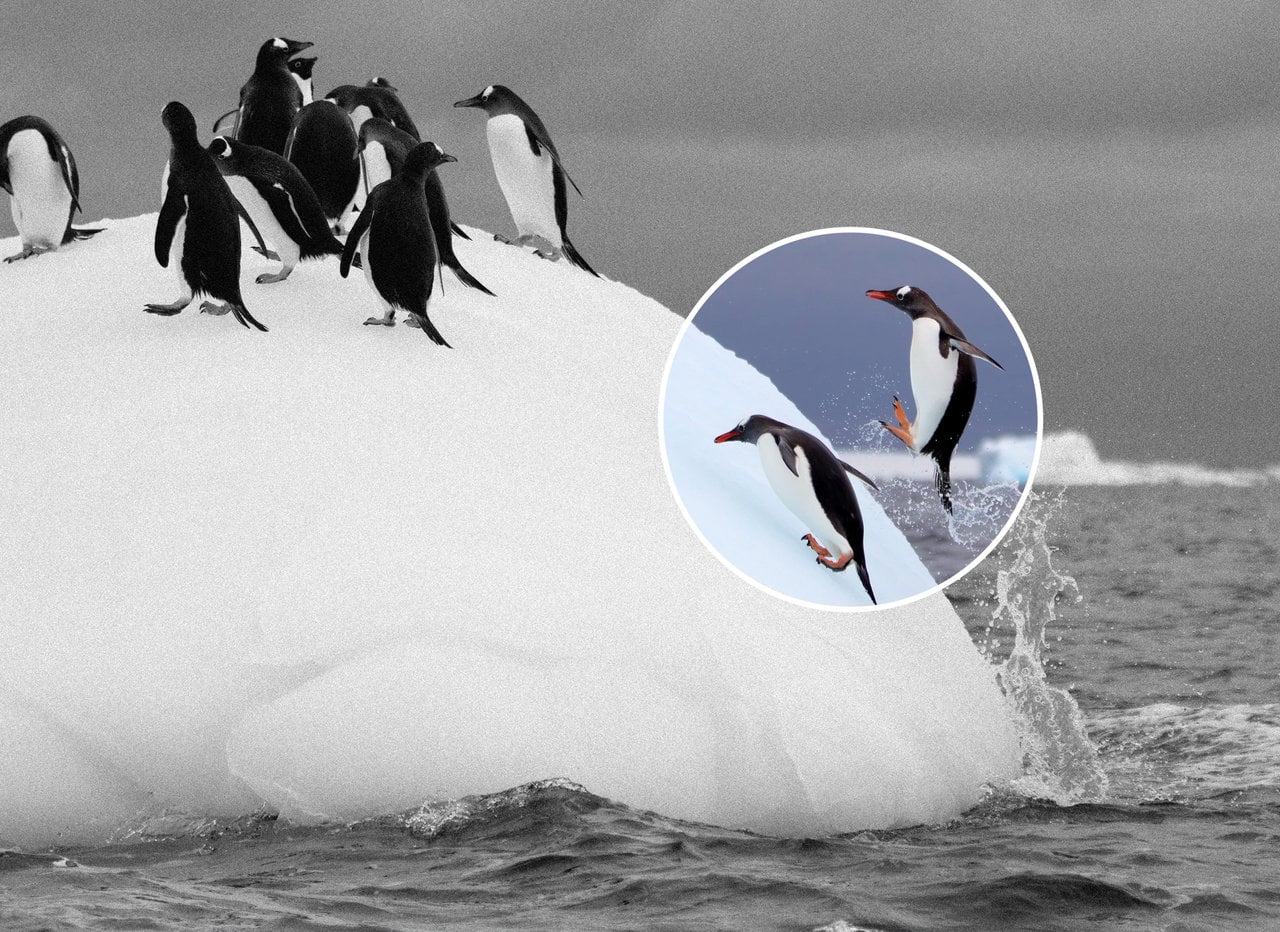 How do penguins reduce drag in water? – AskNature Nuggets on Vimeo
