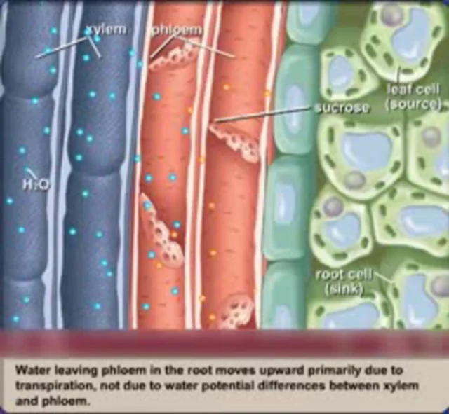 Xylem Cell For Kids