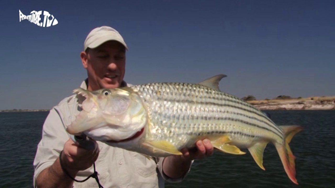 The Gauntlet Tigerfish On The Upper Zambezi on Vimeo
