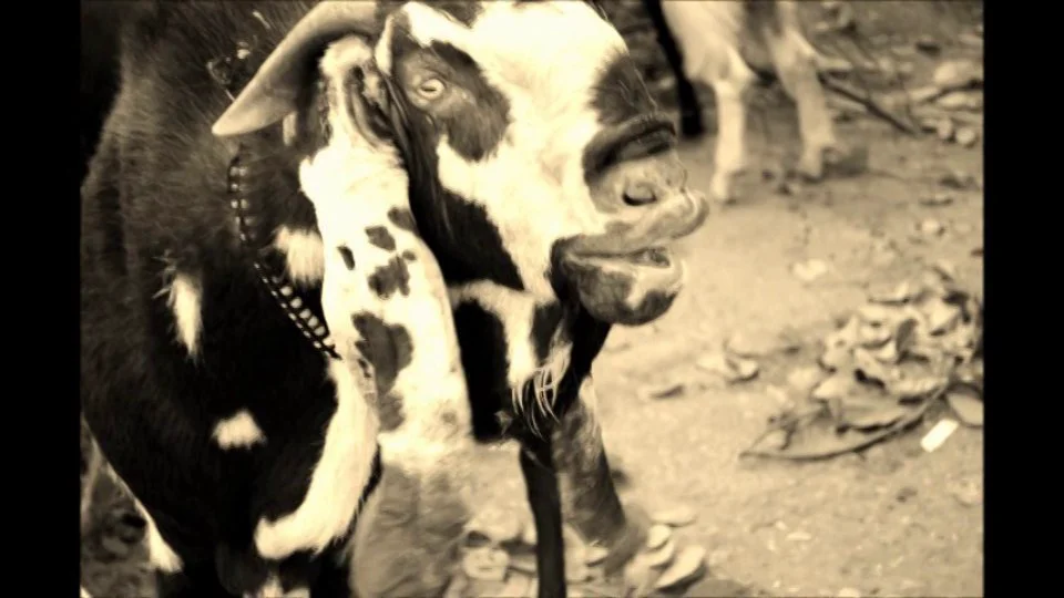 BoO Bakra-WhO ? on Vimeo