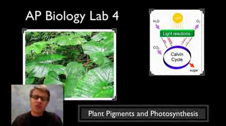 Biology Photosynthesis Lab