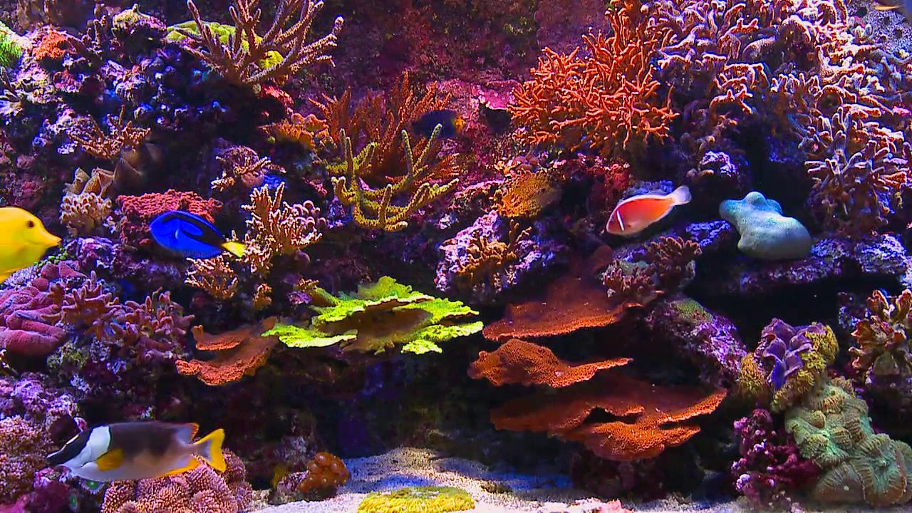 Watch Aquariums - Aquarium TV Jukebox 2 - Choose Out of 9 Fish Tanks ...