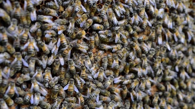 Apiculture Abeilles Ruches Ruchers on Vimeo