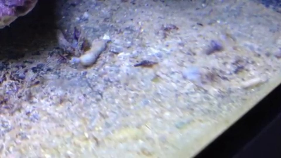Penis worm/Priapulida worm on Vimeo