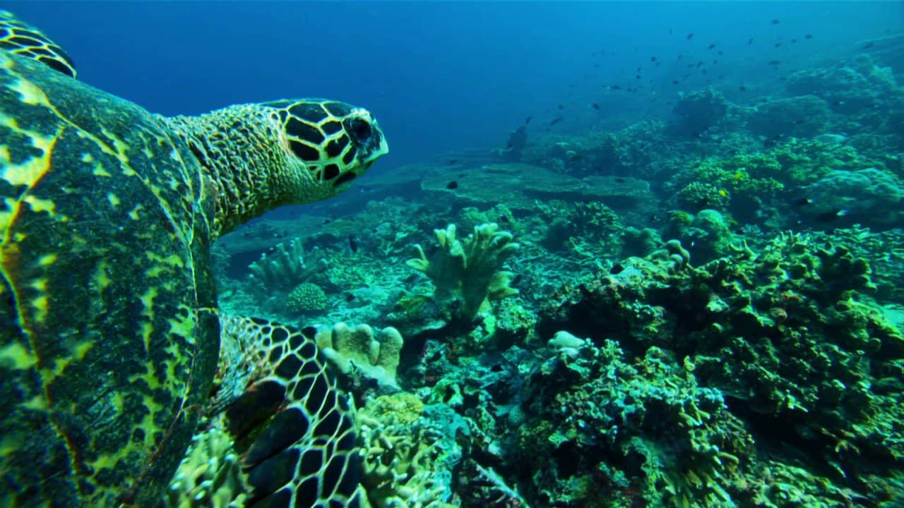Secret Life of Predators- Hawksbill Sea Turtle on Vimeo