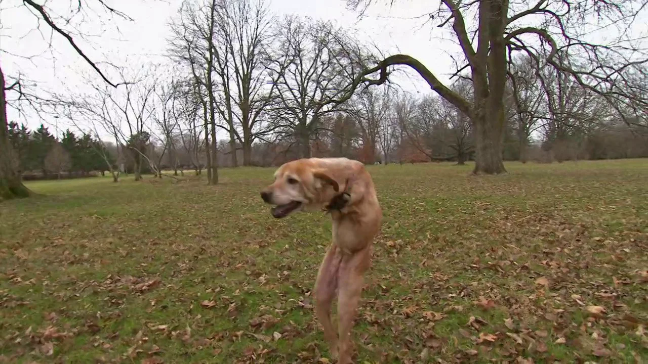 Faith the 2 legged dog (USA) on Vimeo