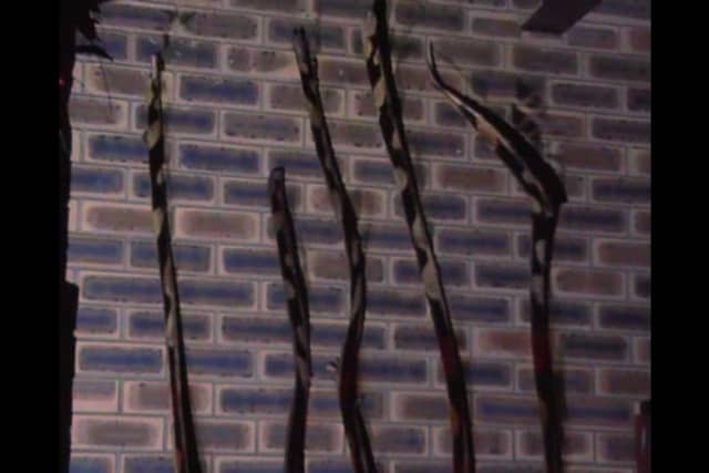 Projection Mapping on trees and branches on Vimeo