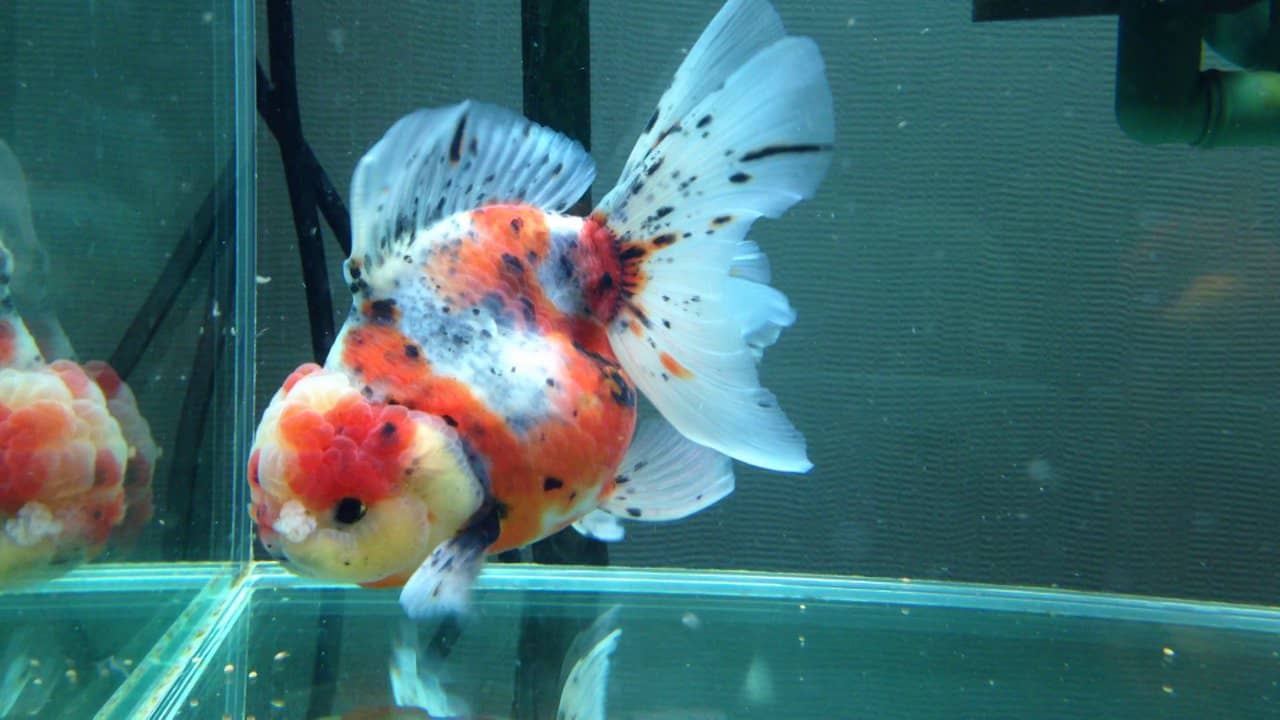Goldfish Oranda on Vimeo