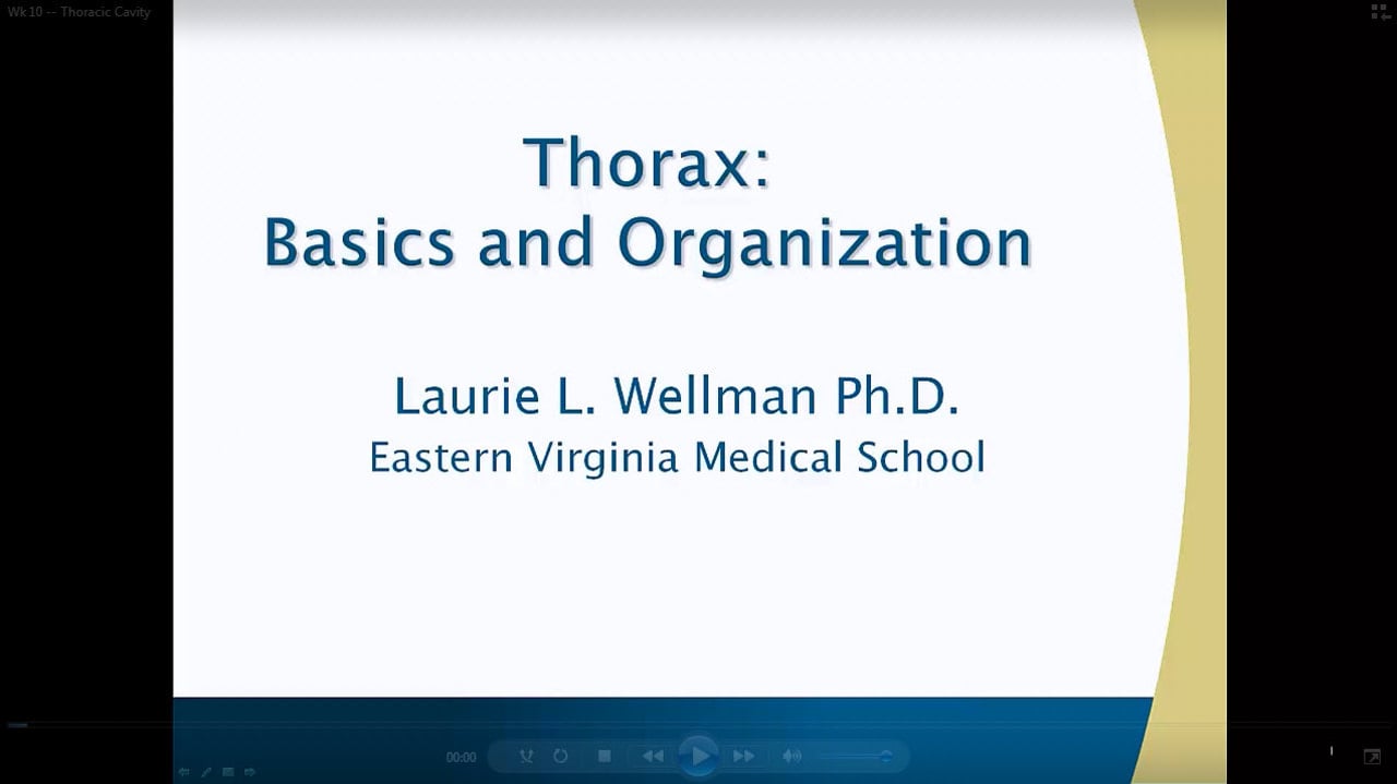 Wk 10 -- Thoracic Cavity on Vimeo