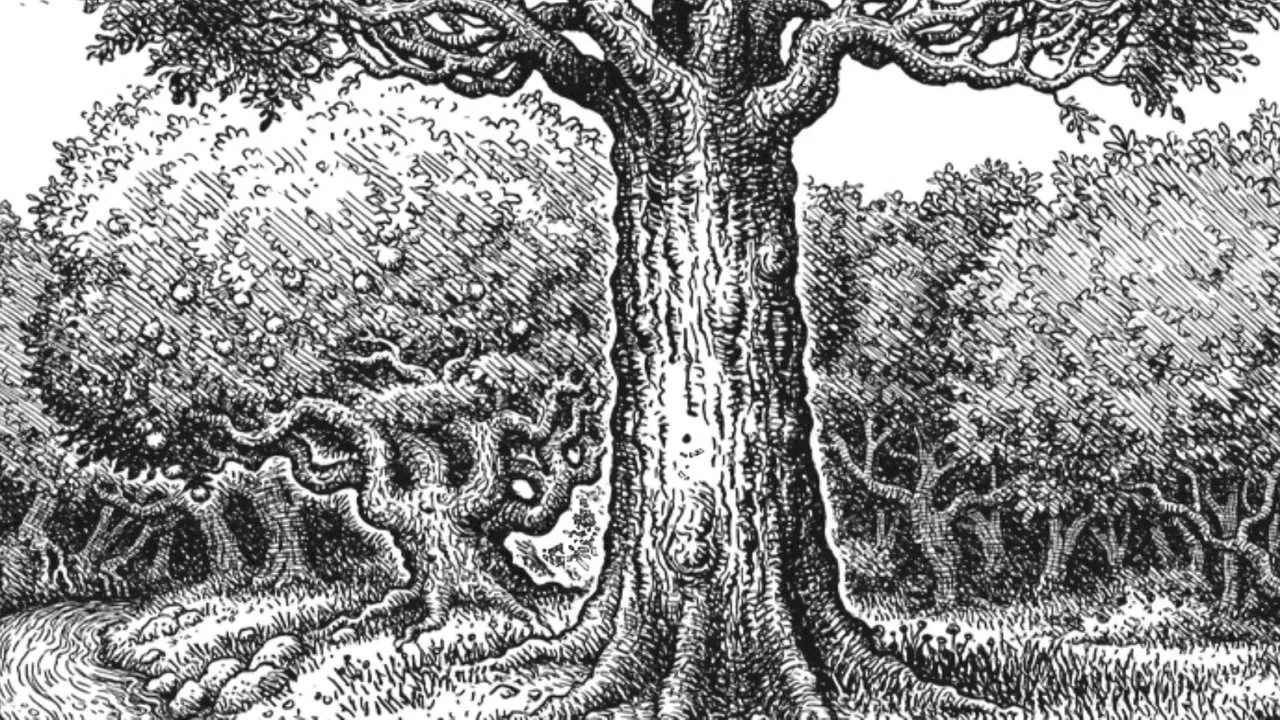 How to Draw deciduous trees on Vimeo