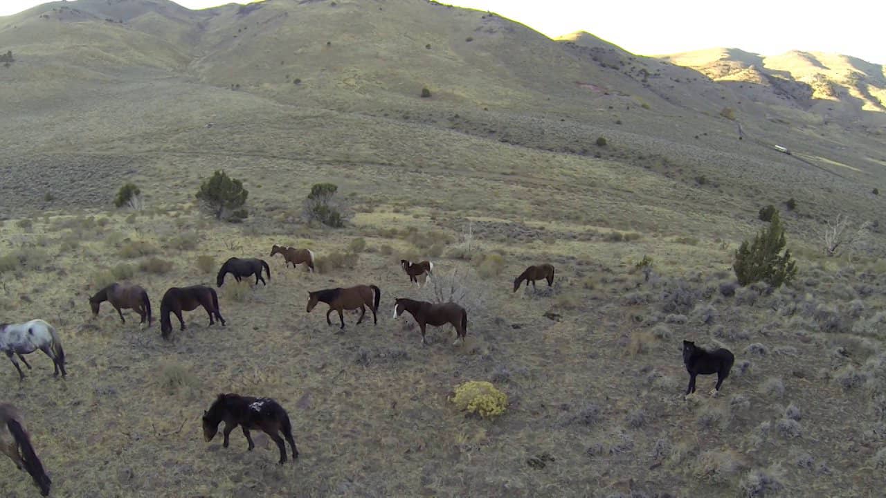 Wild Horses in the Virginia Range, Nevada on Vimeo