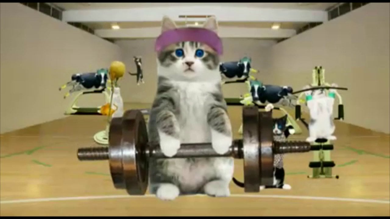 Crusha: Gym Kittens on Vimeo