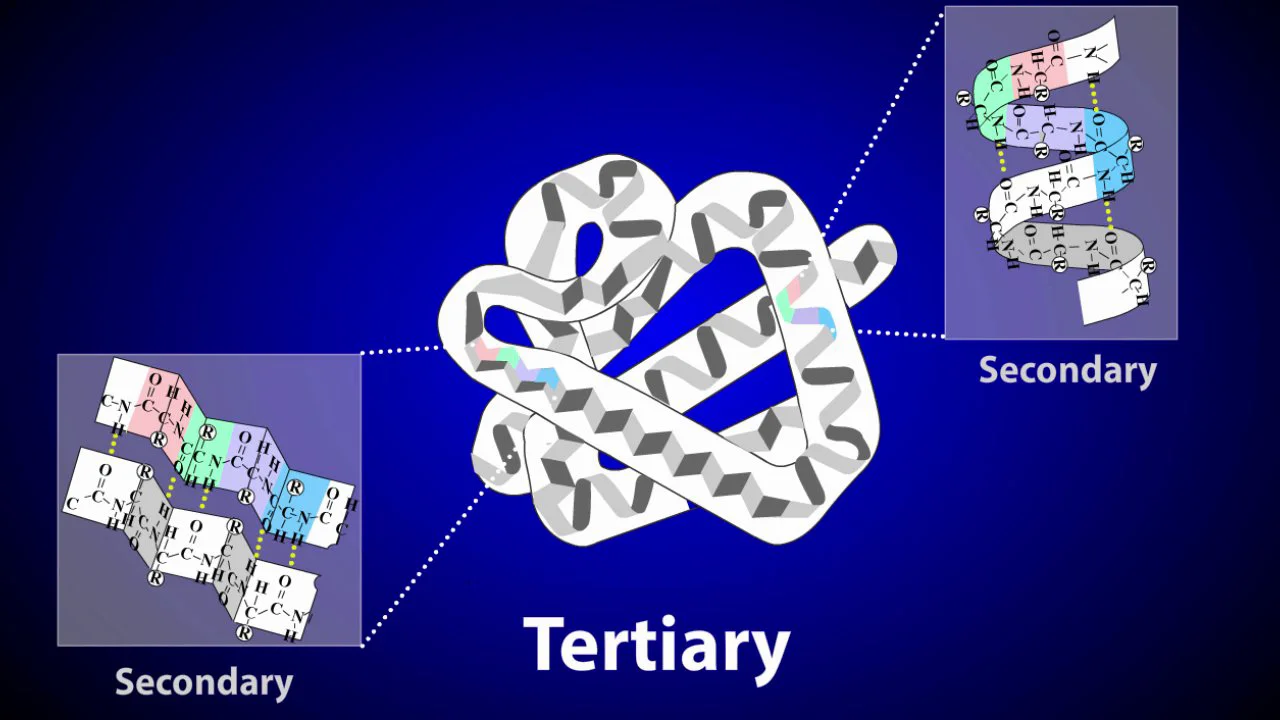 Quaternary Structure Of Protein