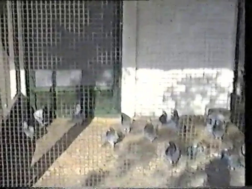 tony mardon staf van reet video on Vimeo