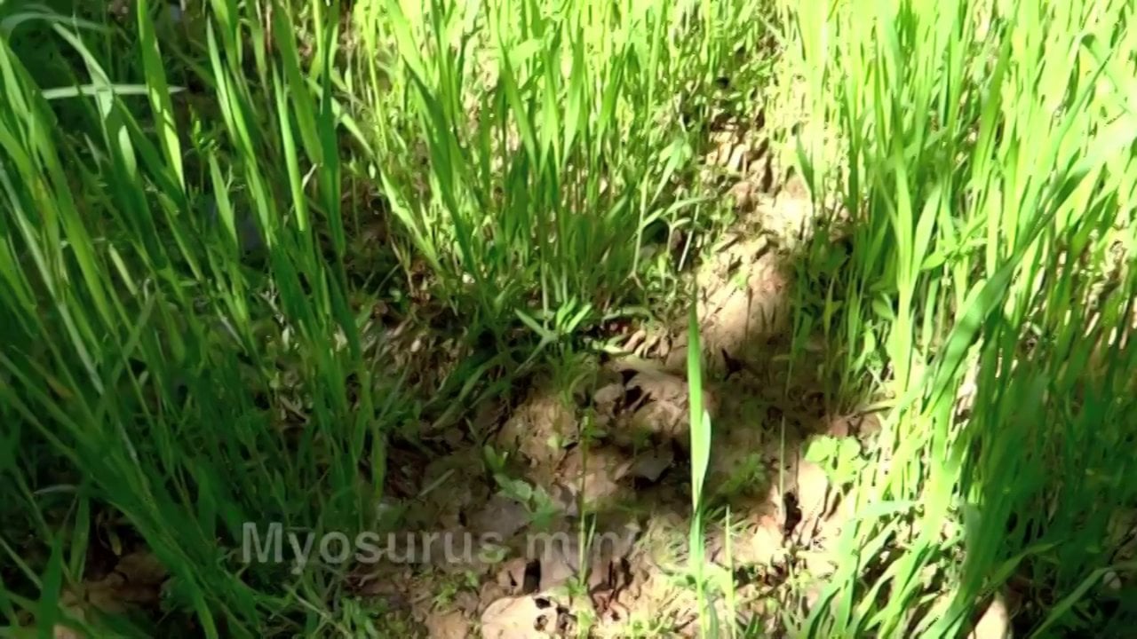 Muizenstaart - Myosurus minimus on Vimeo