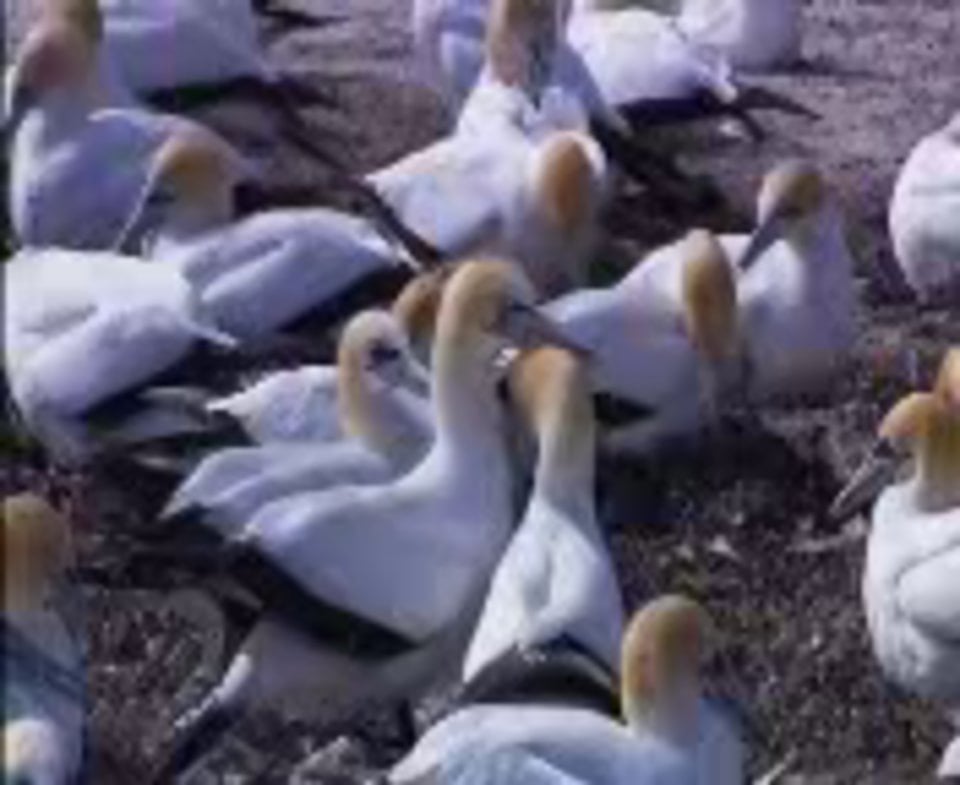 Wildlife on Vimeo