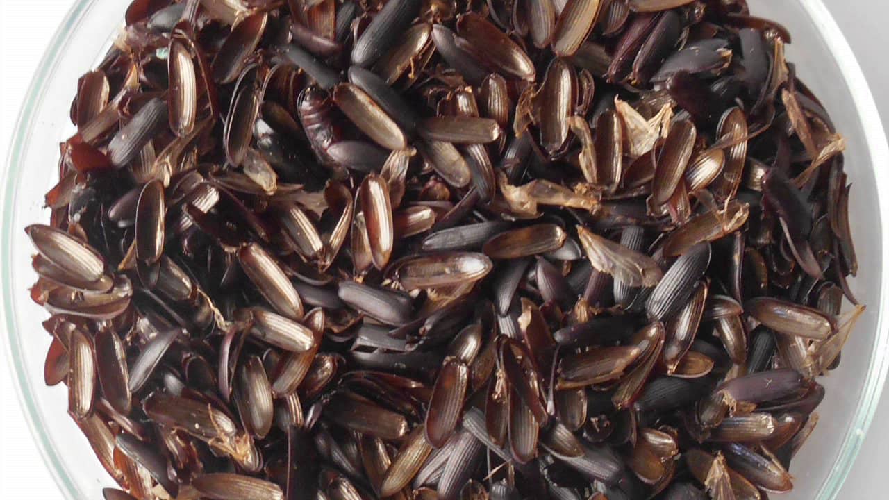 Young designers transform insects into plastic and printing ink on Vimeo