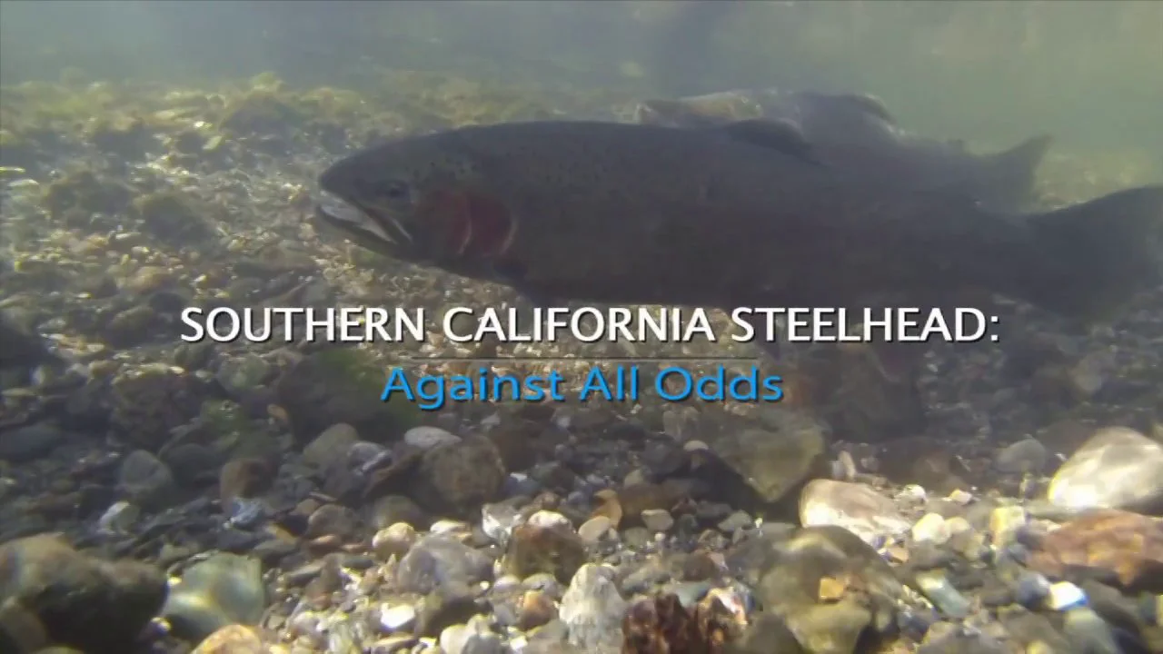 Southern California Steelhead: Against All Odds