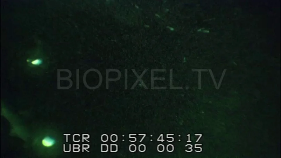 Fish Flashlight Fish - Flashlight fish showing bioluminescence on Vimeo