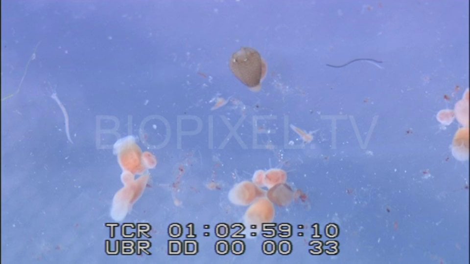 Box jellyfish polyps and creeping planula on Vimeo