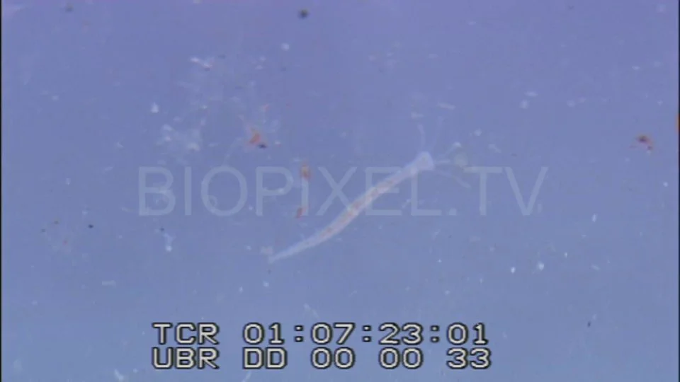 Jellyfish Box Jellyfish - Box jellyfish polyps and creeping planula 2 ...