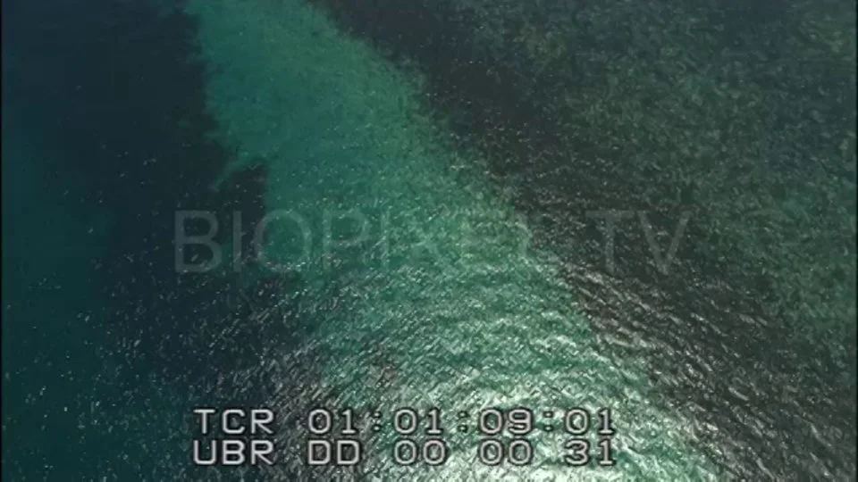 Algae - Aerial - Coral bleaching from the air on Vimeo