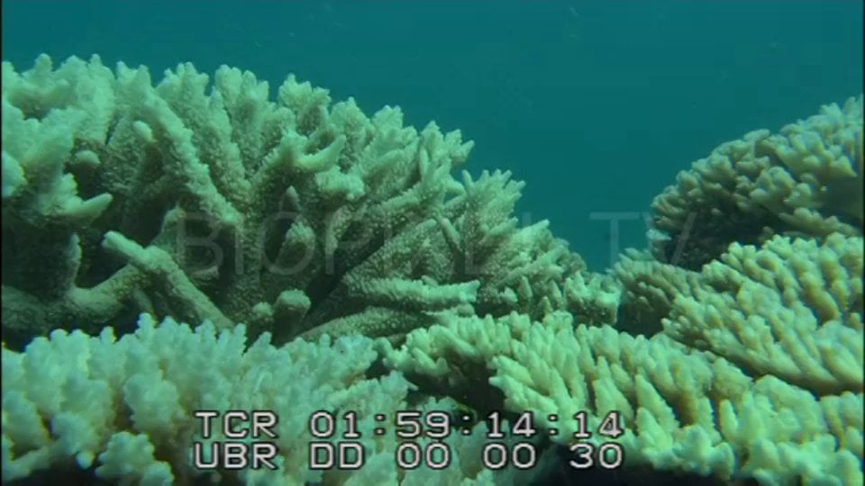 Algae - Coral bleaching 6 on Vimeo