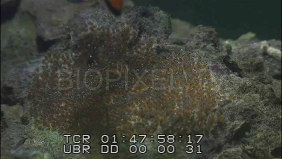 Fish Damselfish - Clownfish eggs developing time lapse on Vimeo