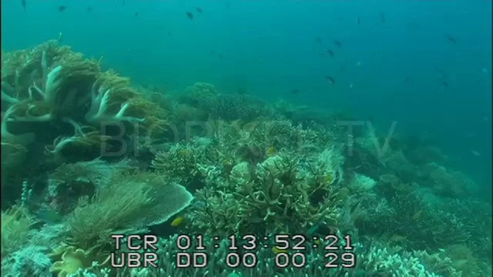 Underwater Indonesia - Various corals 8 on Vimeo