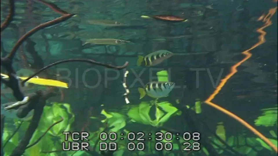 Underwater Indonesia - Clear water mangroves 6 on Vimeo