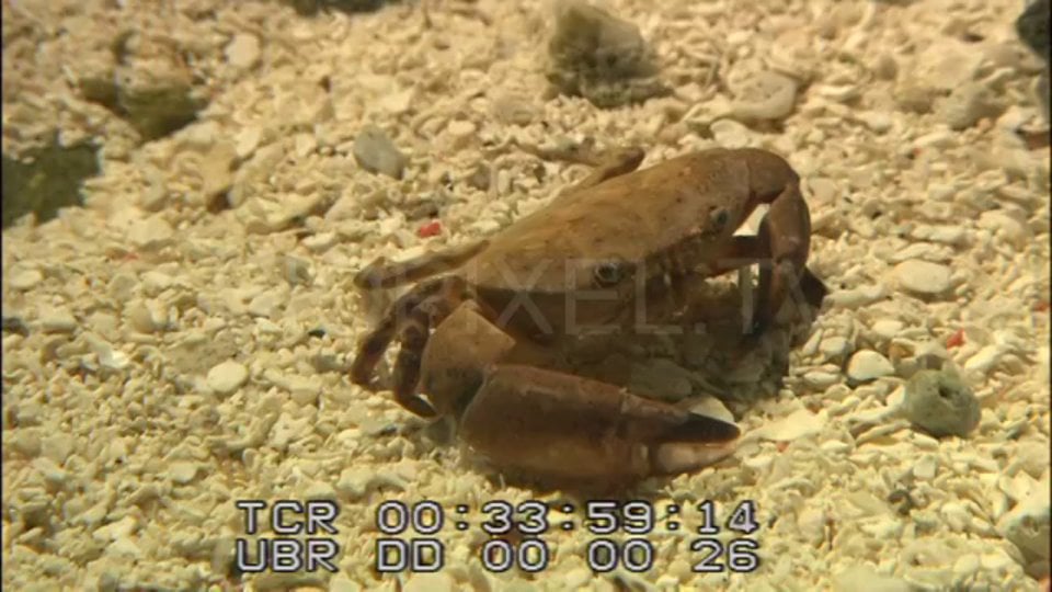 Underwater Indonesia - Peacock mantis shrimp HD 2 on Vimeo