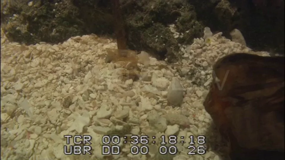 Sharks Epaulette Shark Epaulette Shark Egg Hatching On Vimeo