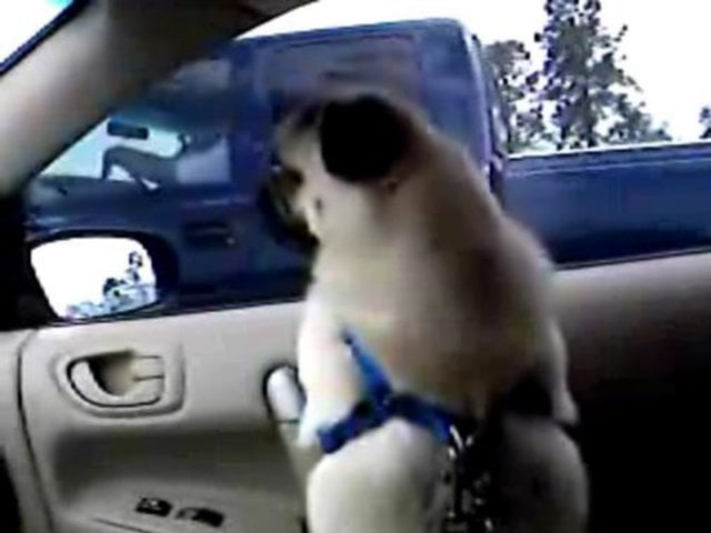 Riley on a car ride. cam: DXG-305v on Vimeo