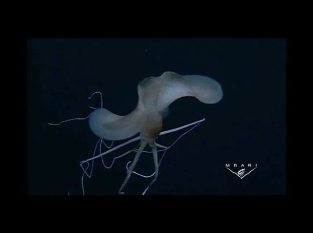 Magnapinna Squid