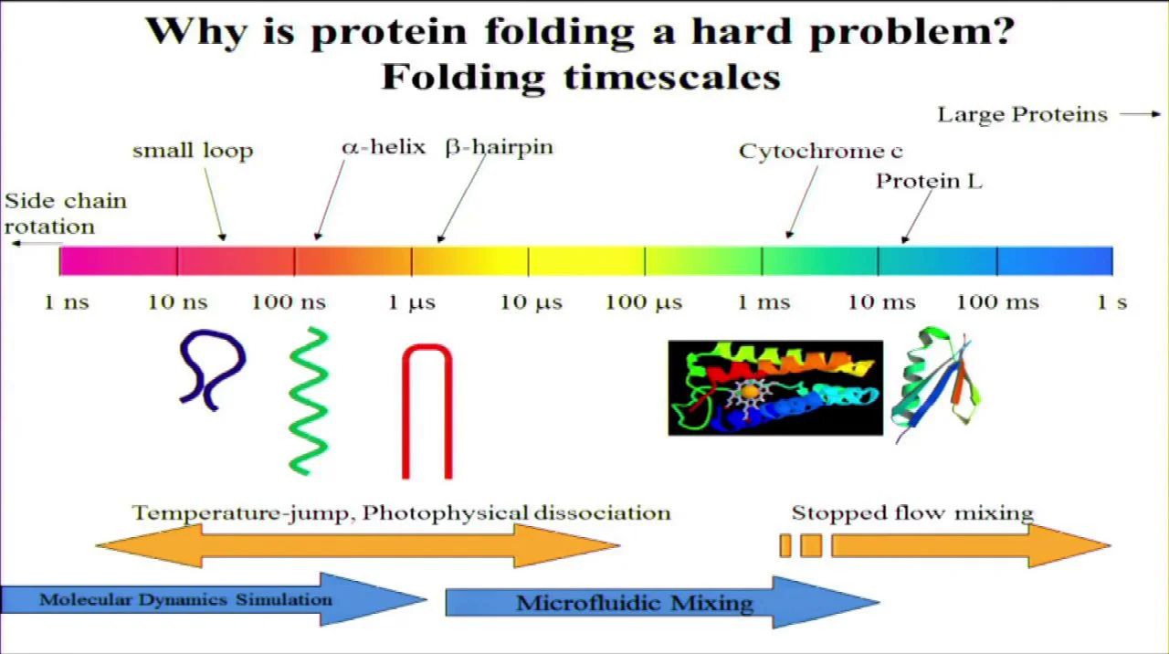 Protein Folding - Lisa Lapidus, Michigan State University on Vimeo