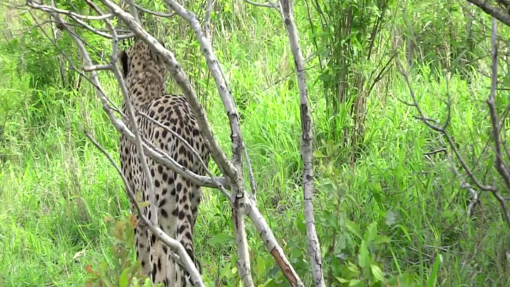 Cheetah Female - Zulu Nyala on Vimeo