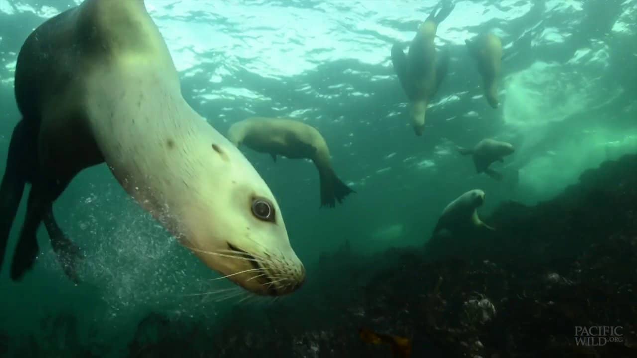 Diver's Log: Great Bear Sea, Late Nov. 2013 on Vimeo