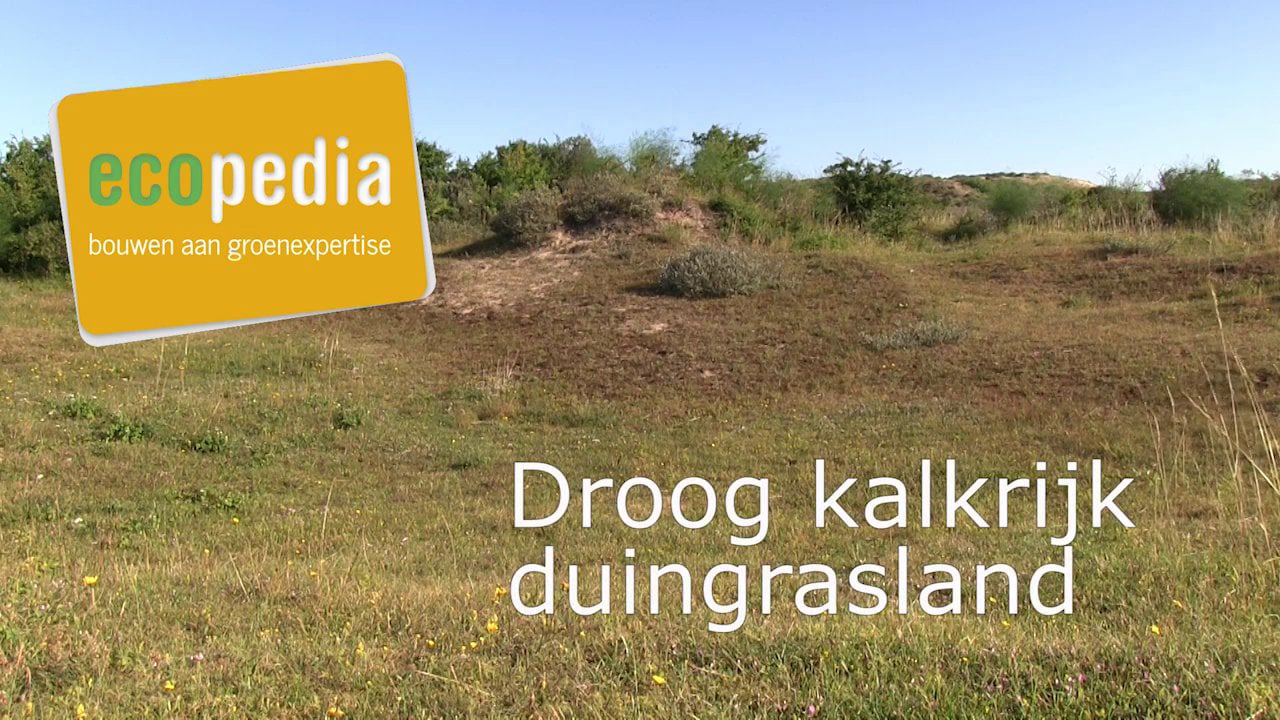Droog kalkrijk duingrasland on Vimeo