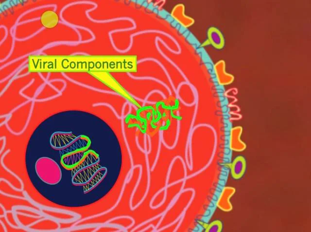 Biology of HIV animation video