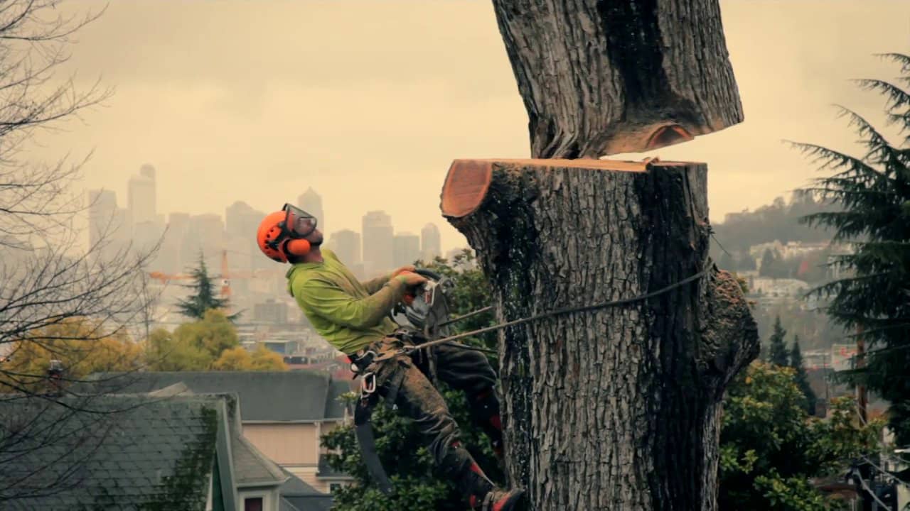 Urban Hardwoods / Seattle's Largest Hardwood Tree on Vimeo