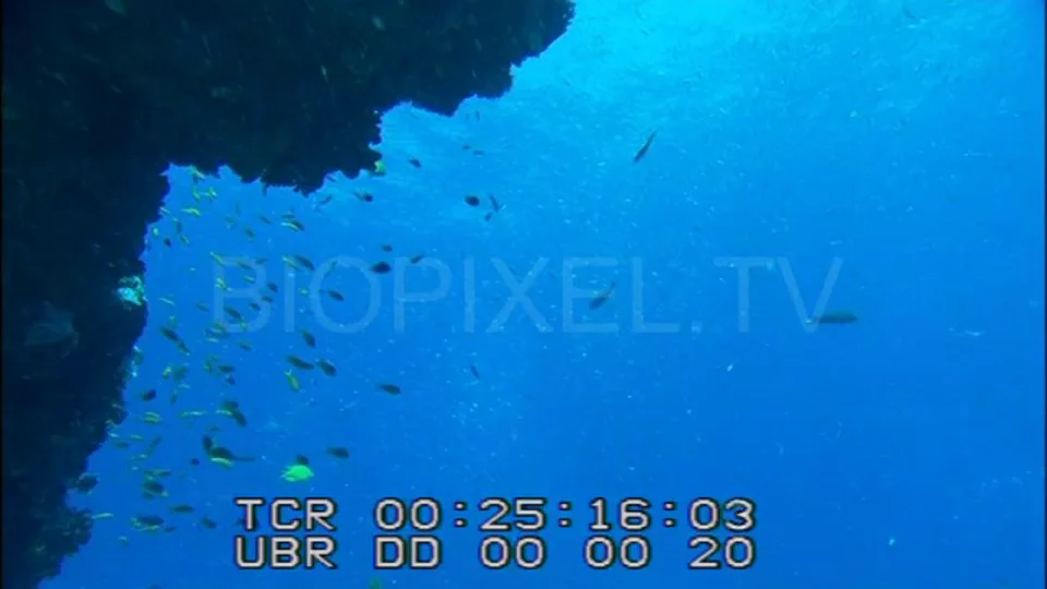 Fish School - Baitfish school being attacked by Mackerel 3 on Vimeo