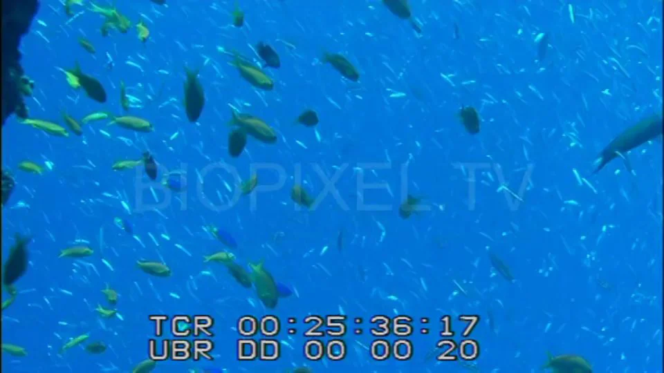 Fish School - Baitfish school being attacked by Mackerel 4 on Vimeo