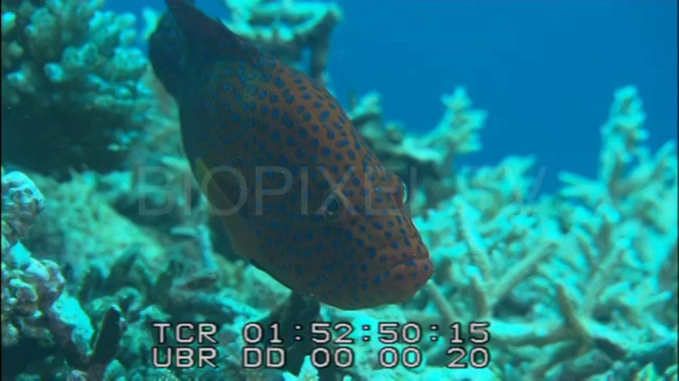 Fish - Coral cod swimming around on Vimeo