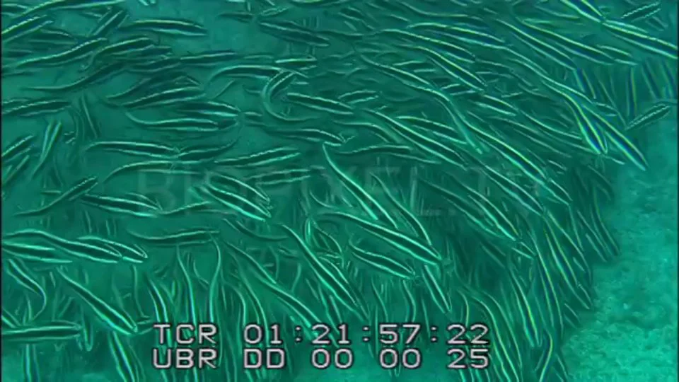 Fish School - Large school of striped eel catfish on Vimeo