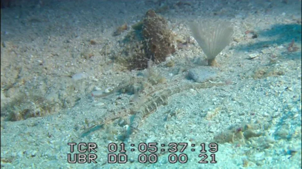 Fish Seahorse and Pipefish - Pair of pipefish sitting on sand on Vimeo