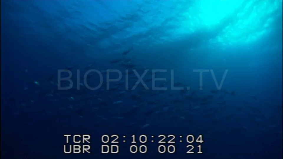 Fish Tuna - School of tuna on Vimeo