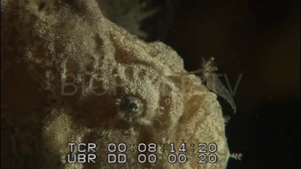 Fish Anglerfish - Sargassum Anglerfish feeding Histrio histrio on Vimeo